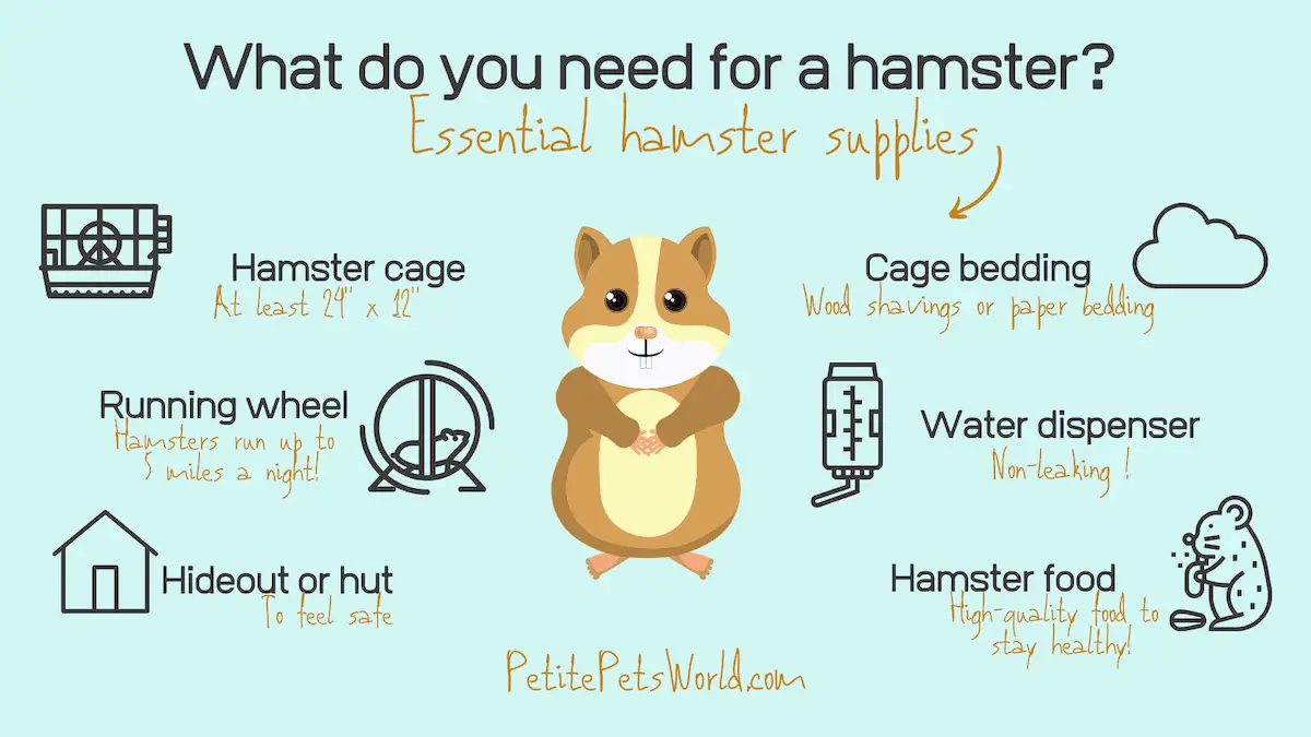 What do you need for a hamster? | PetitePetsWorld What do you need for a hamster? | PetitePetsWorld